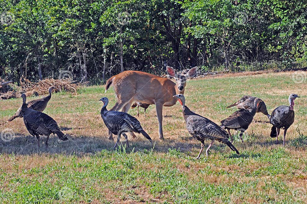 Wild turkeys and deer stock photo. Image of avian, nature - 15466044