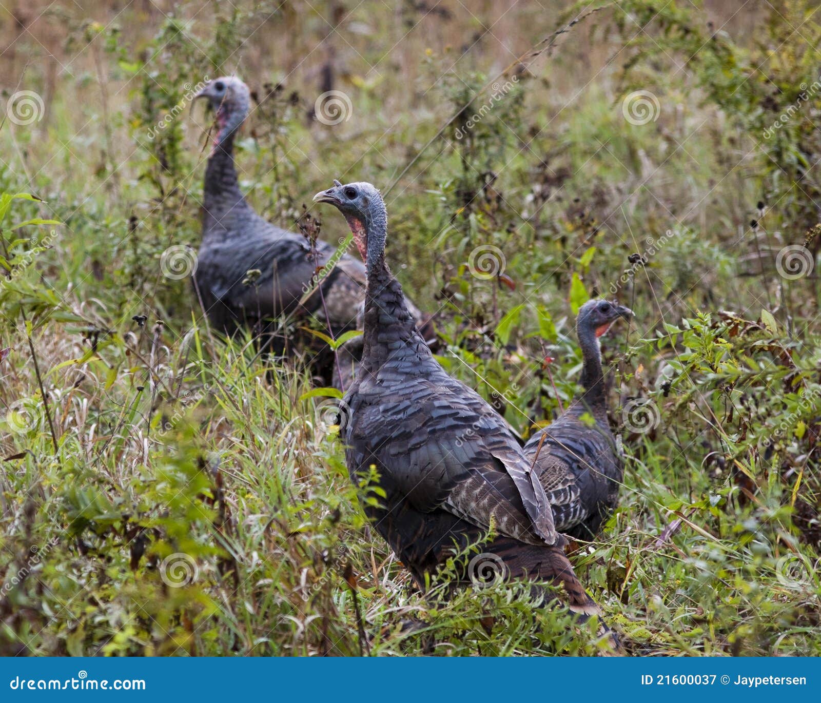 Wild Turkeys in Fall in New England Stock Image - Image of fall, season ...
