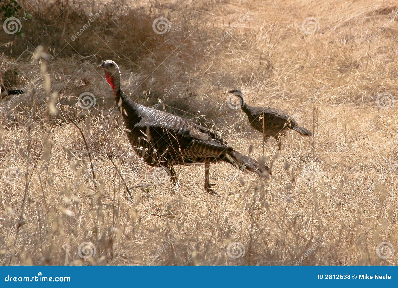Wild Turkeys in field stock photo. Image of feathers, nature - 2812638