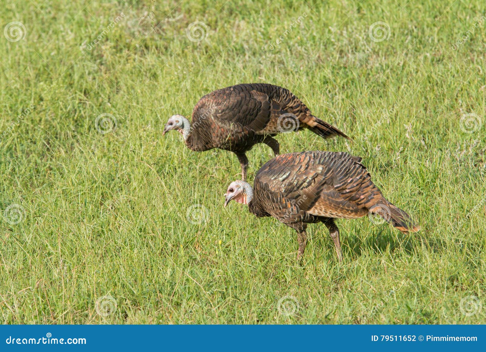 Wild Turkeys Foraging on a Sunny Grass Field Stock Photo - Image of ...