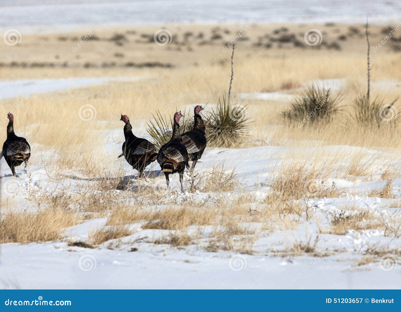 Wild Turkeys on Prairie in Kansas. Stock Image - Image of cold, running ...