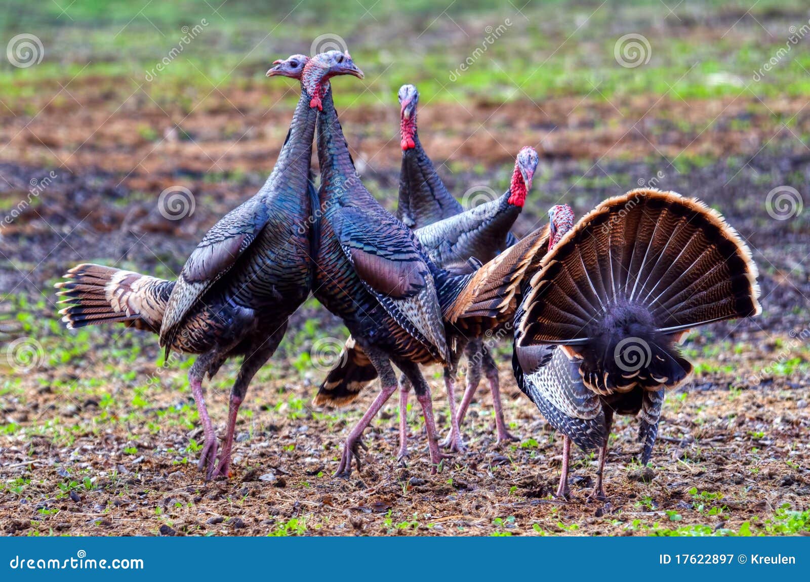 Wild Turkeys Sparring stock image. Image of white, turkey - 17622897
