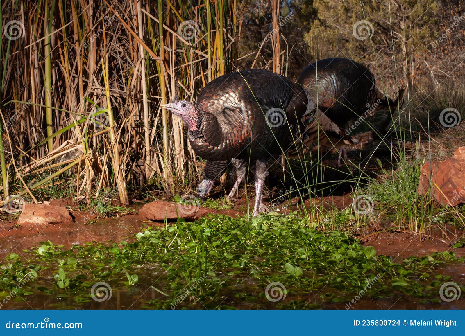 Wild Turkeys Standing at the Edge of a Shallow Pool of Water Stock ...