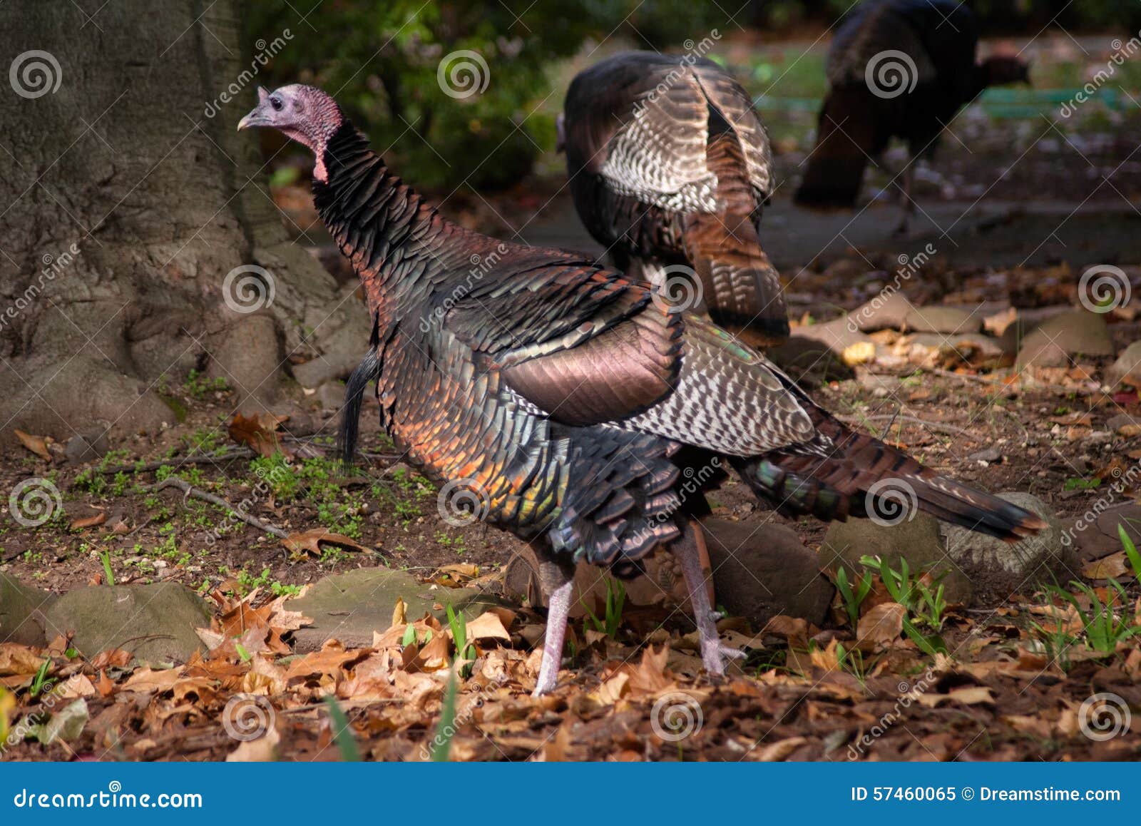 Wild turkeys under tree stock image. Image of birds, turkeys - 57460065