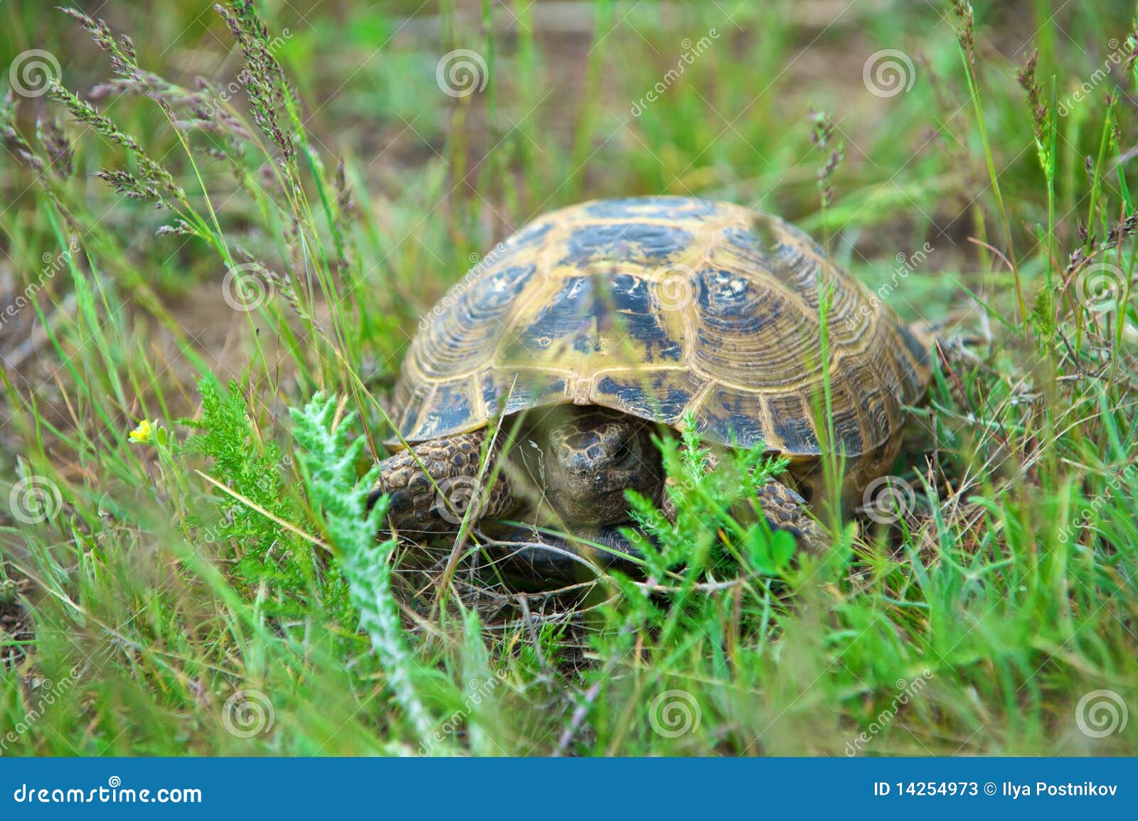 Wild turtle stock image. Image of crawling, creature - 14254973