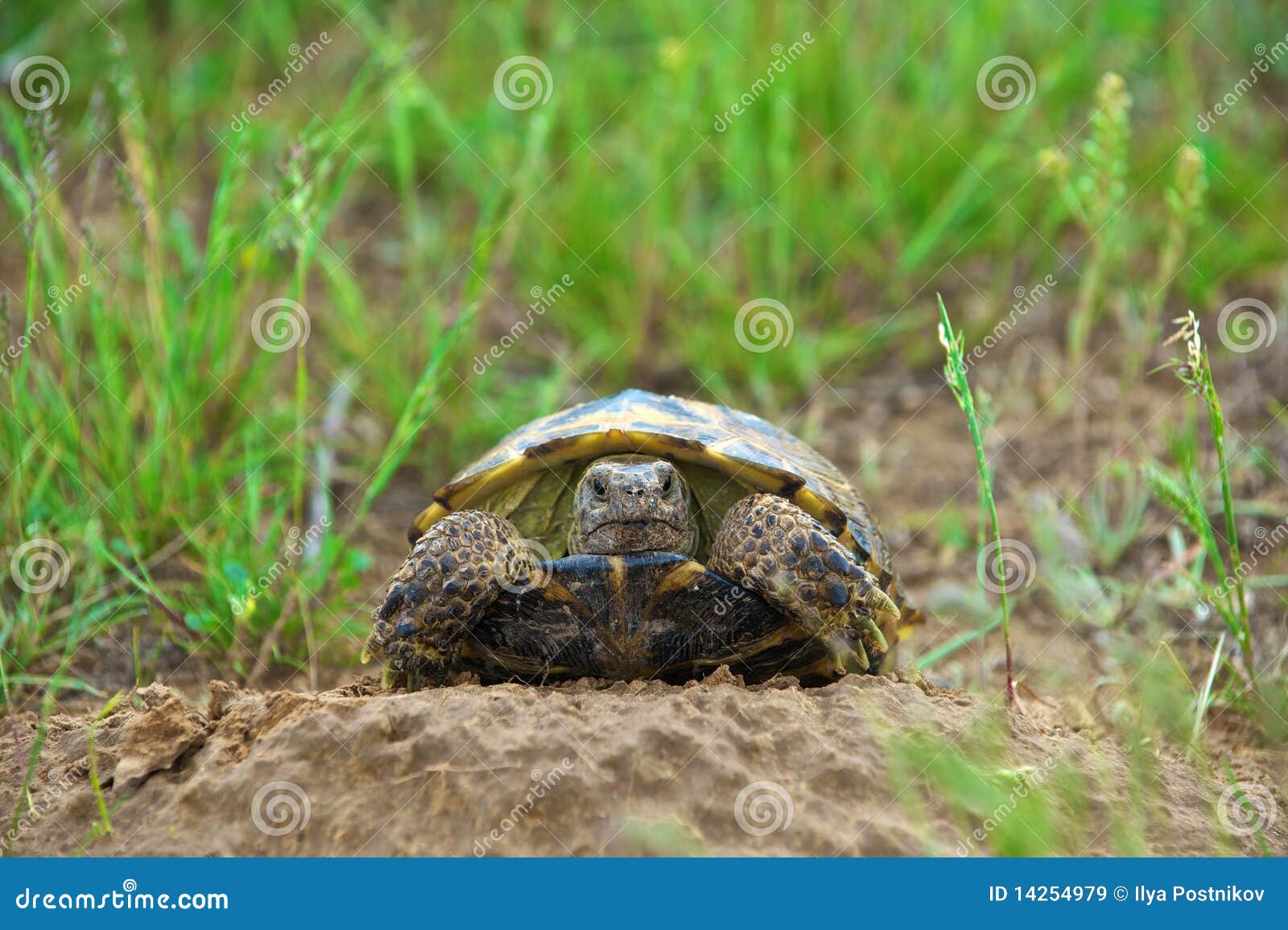 Wild turtle stock image. Image of nature, small, grass - 14254979
