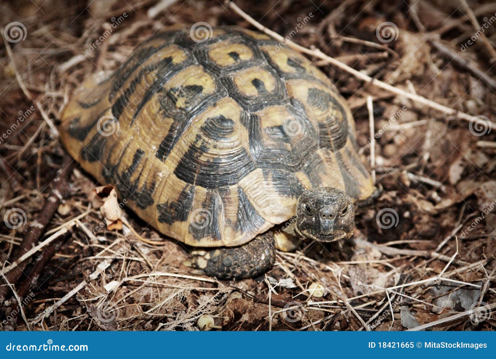 Wild turtle stock image. Image of scuba, natural, turtle - 18421665
