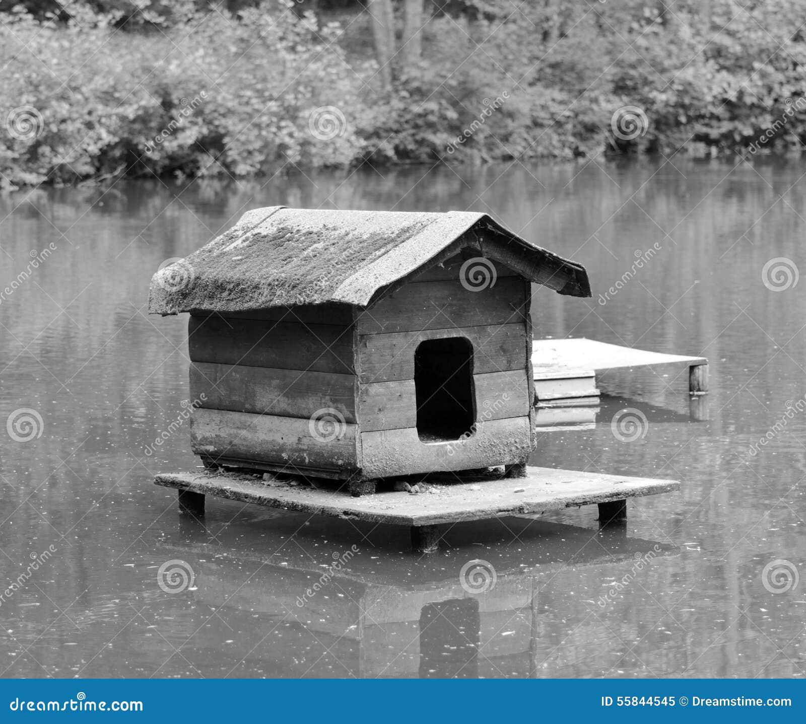 Wild Turtle House in a Duck Pond Stock Image - Image of forest, trees ...