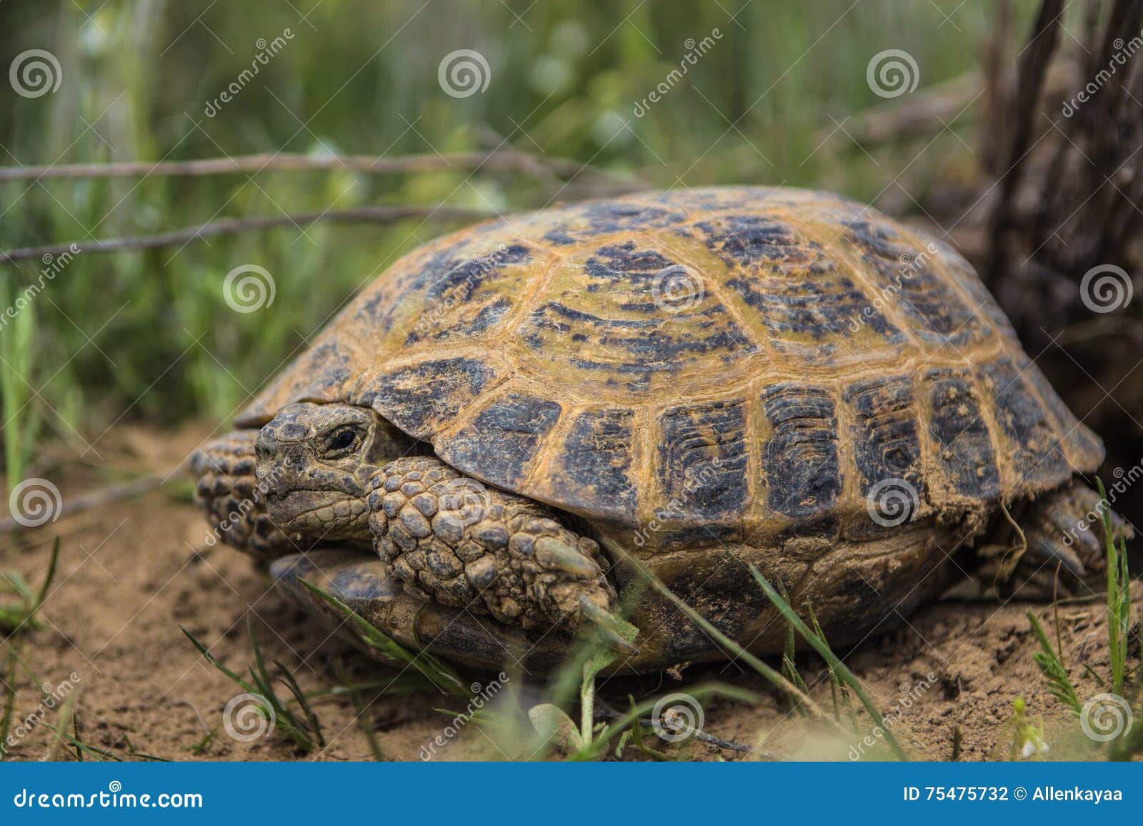 Wild Turtle in Steppe in Kazakhstan, Malaysary Stock Photo - Image of ...