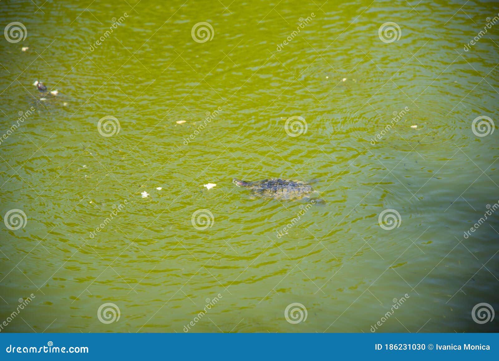 Turtle in the Lake in Kassandra, Greece Stock Photo - Image of ...