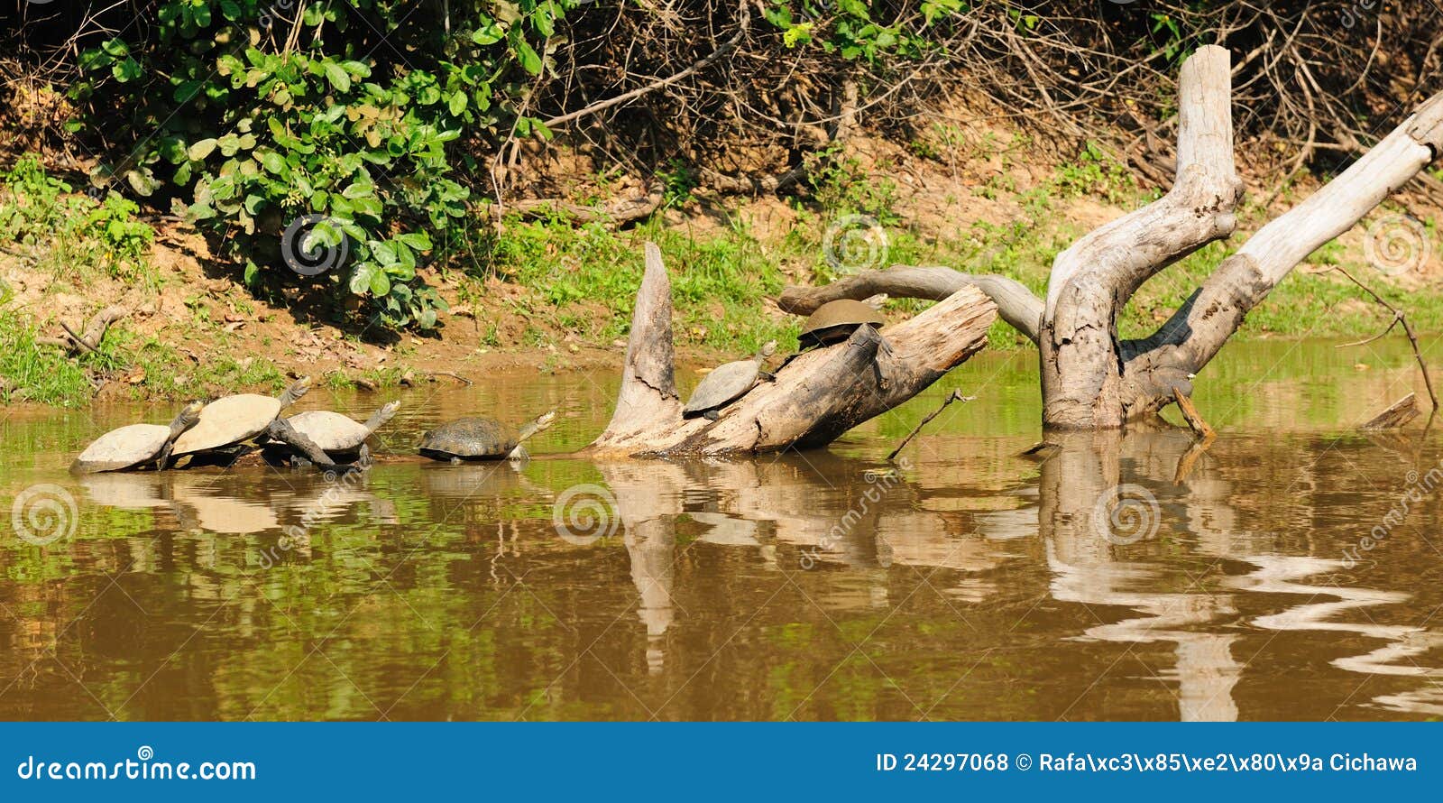Wild Turtles in the Amazon Area in Bolivia Stock Photo - Image of ...