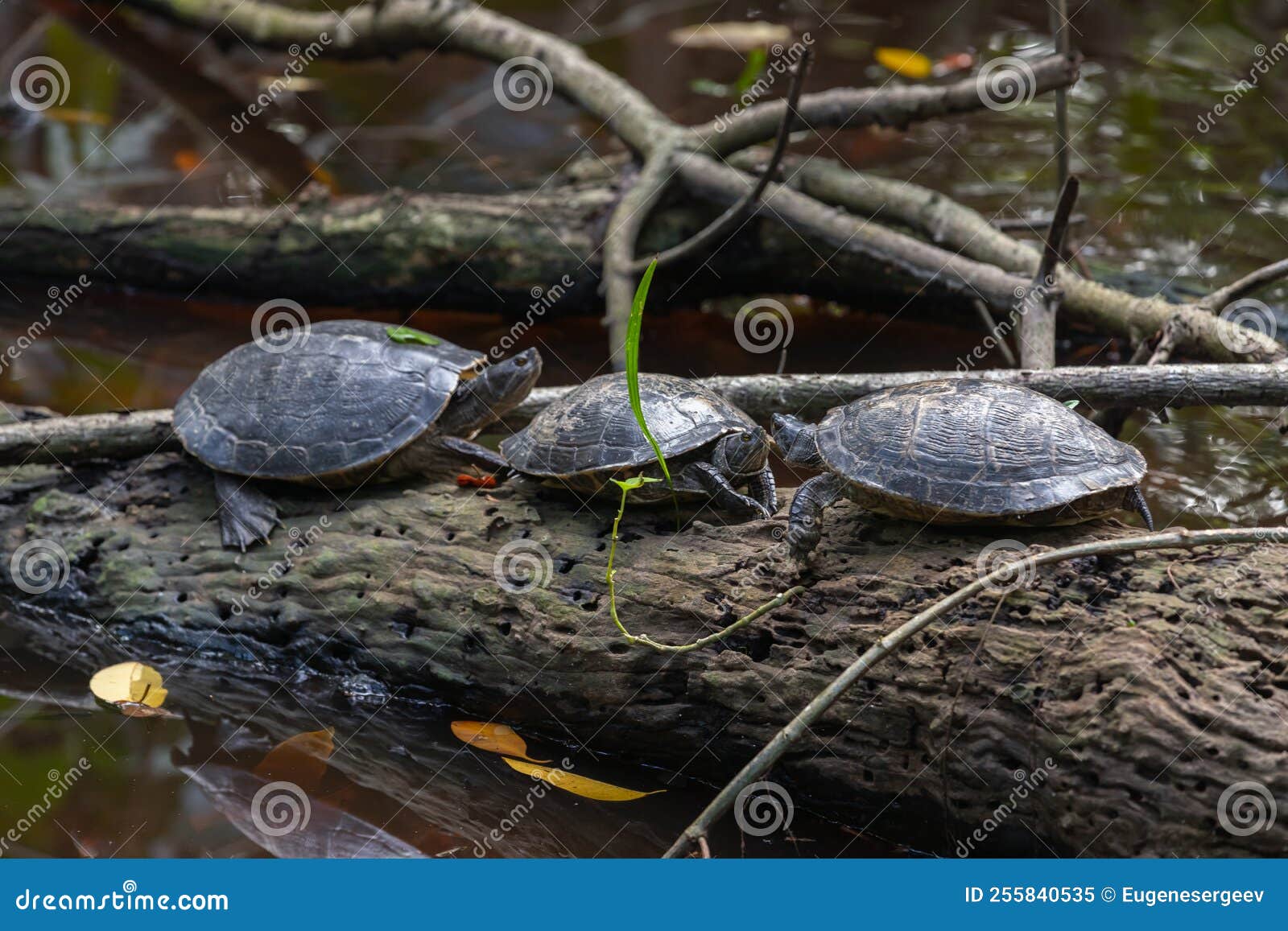 Wild Turtles Sitting on a Trunk in a Lake Stock Image - Image of coast ...
