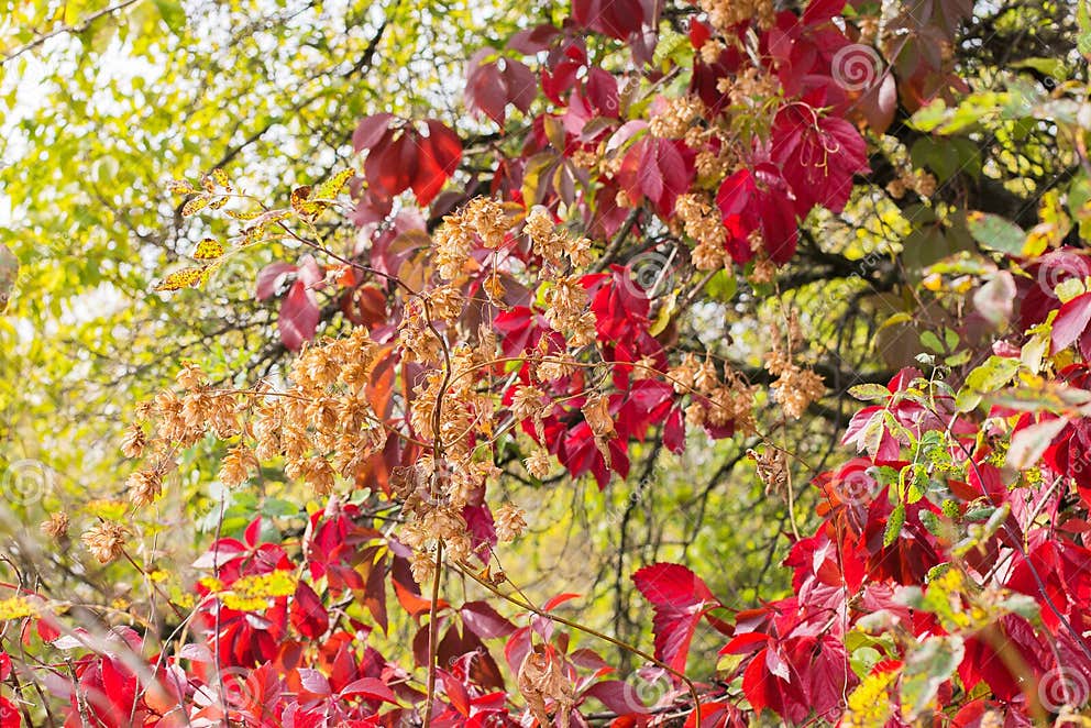 Wild Twining Vine and Hops. Autumn Composition of Grapes and Hops Stock ...
