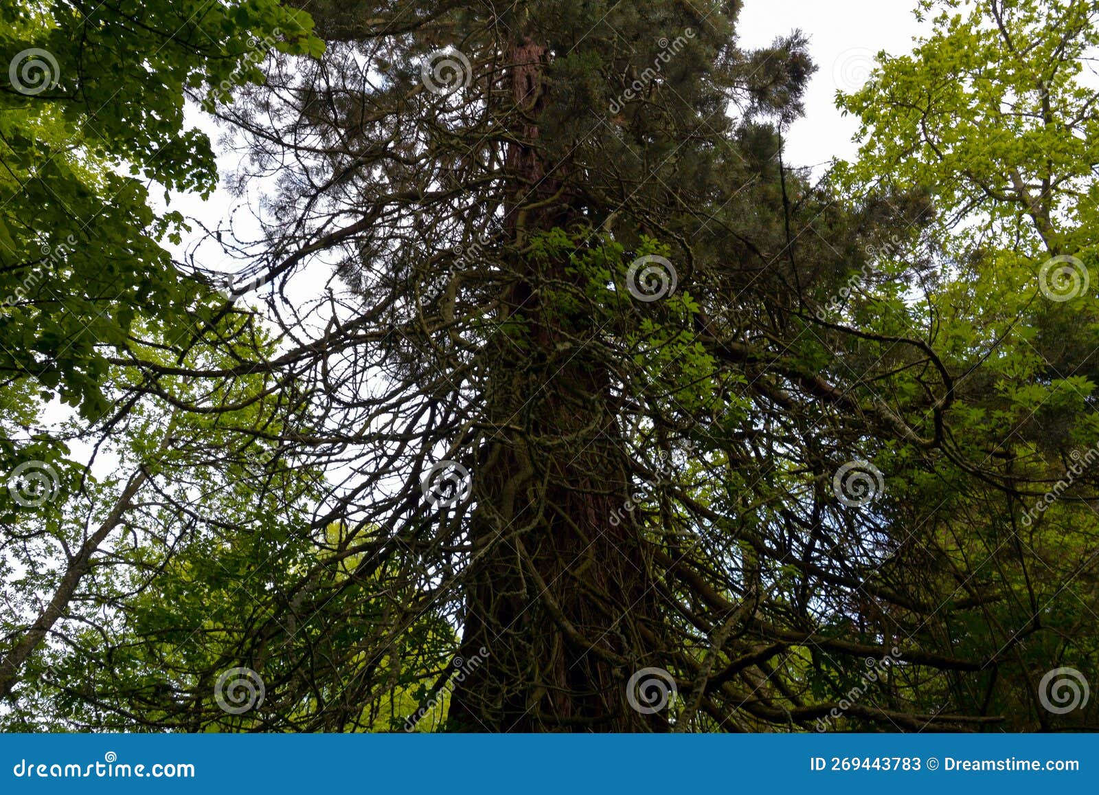 A Wild Twisted Tree Growing Upwards in the Forest. View from Below ...