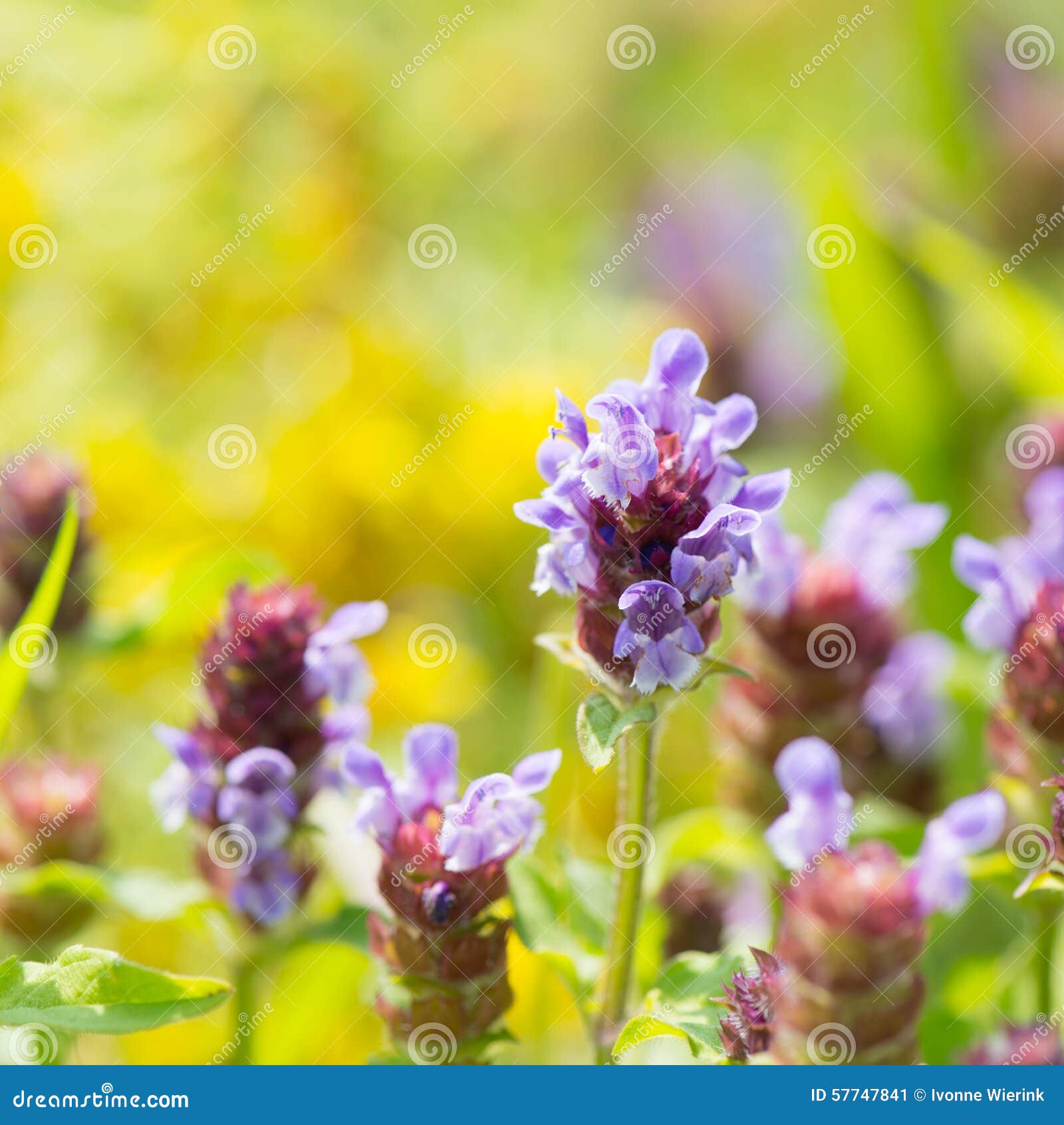 Creeping Tyme Stock Photos - Free & Royalty-Free Stock Photos from ...