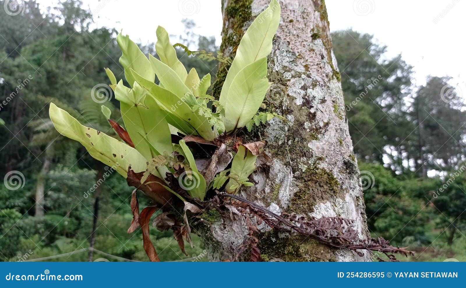 Wild Types of Orchids Grow Attached To Tree Trunks Around the Park ... Wild Types of Orchids Grow Attached To Tree Trunks Around the Park ...