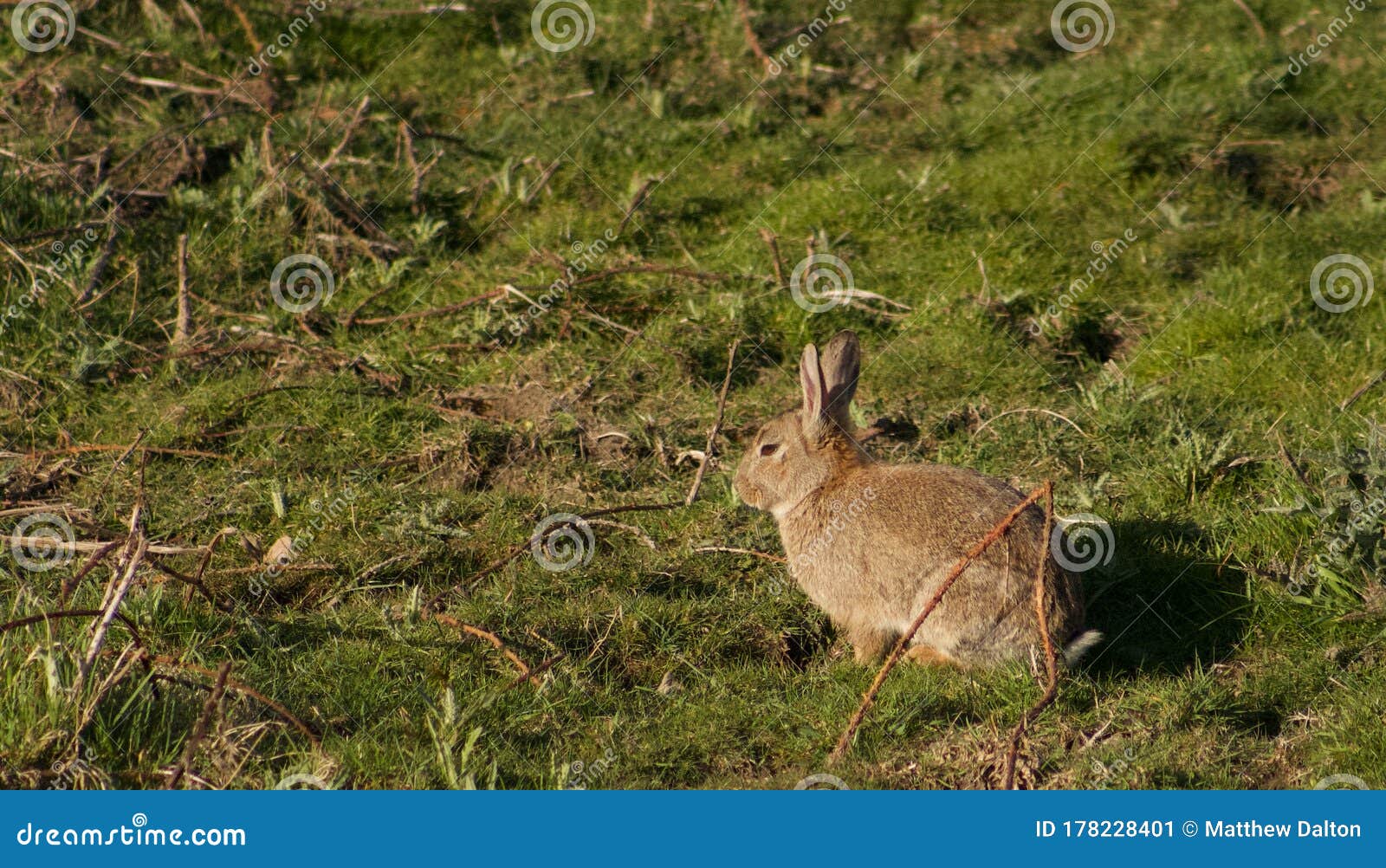 A Wild Uk Rabbit in a Field. Stock Image - Image of wild, nature: 178228401