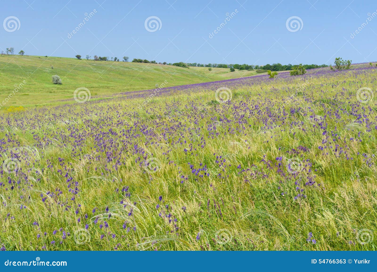 Wild Ukrainian steppe stock image. Image of prairie, weed - 54766363