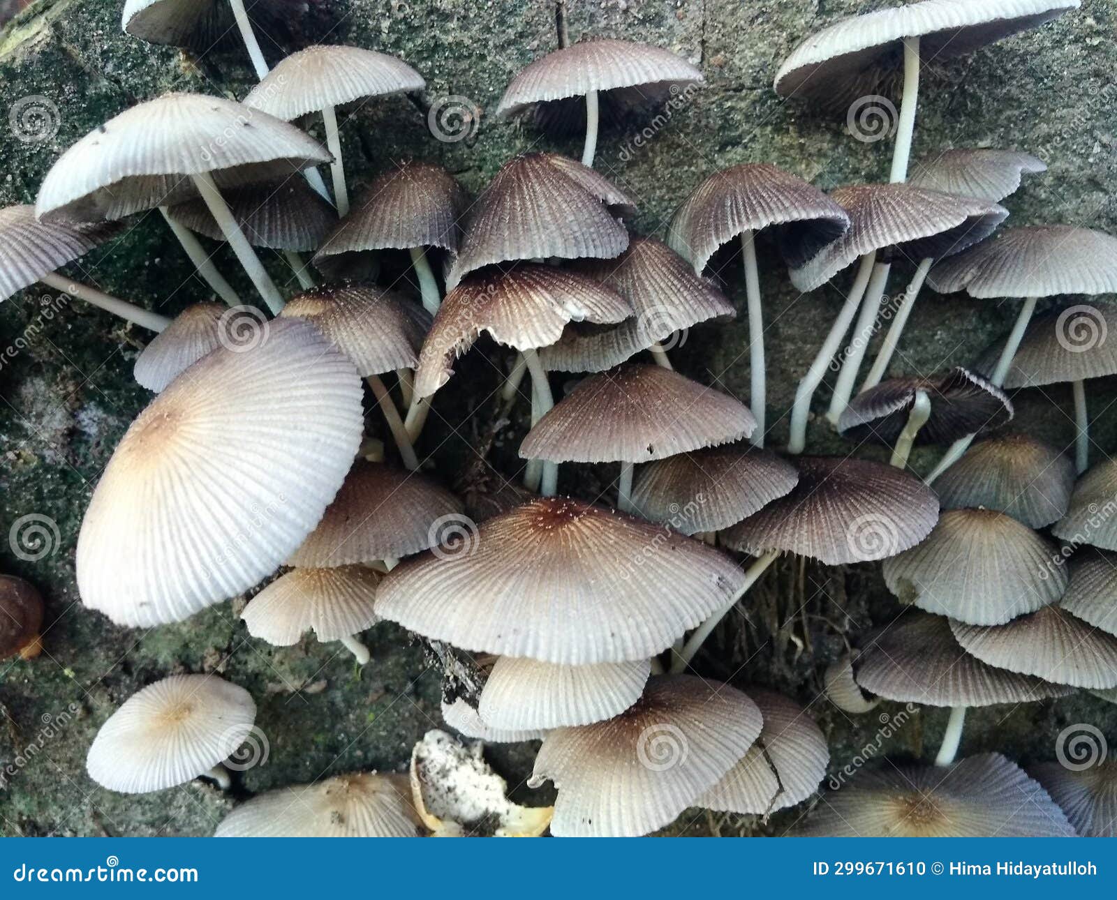 WILD UMBRELLA MUSHROOM stock photo. Image of growth - 299671610