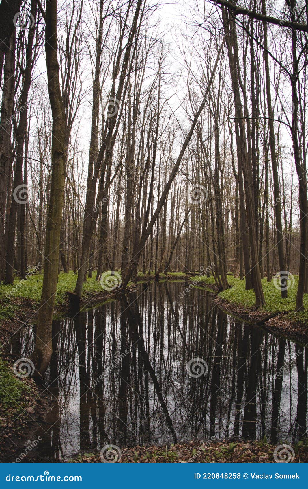 Wild and Untamed Nature in the Area of the Oder River. the Last Shreds ...