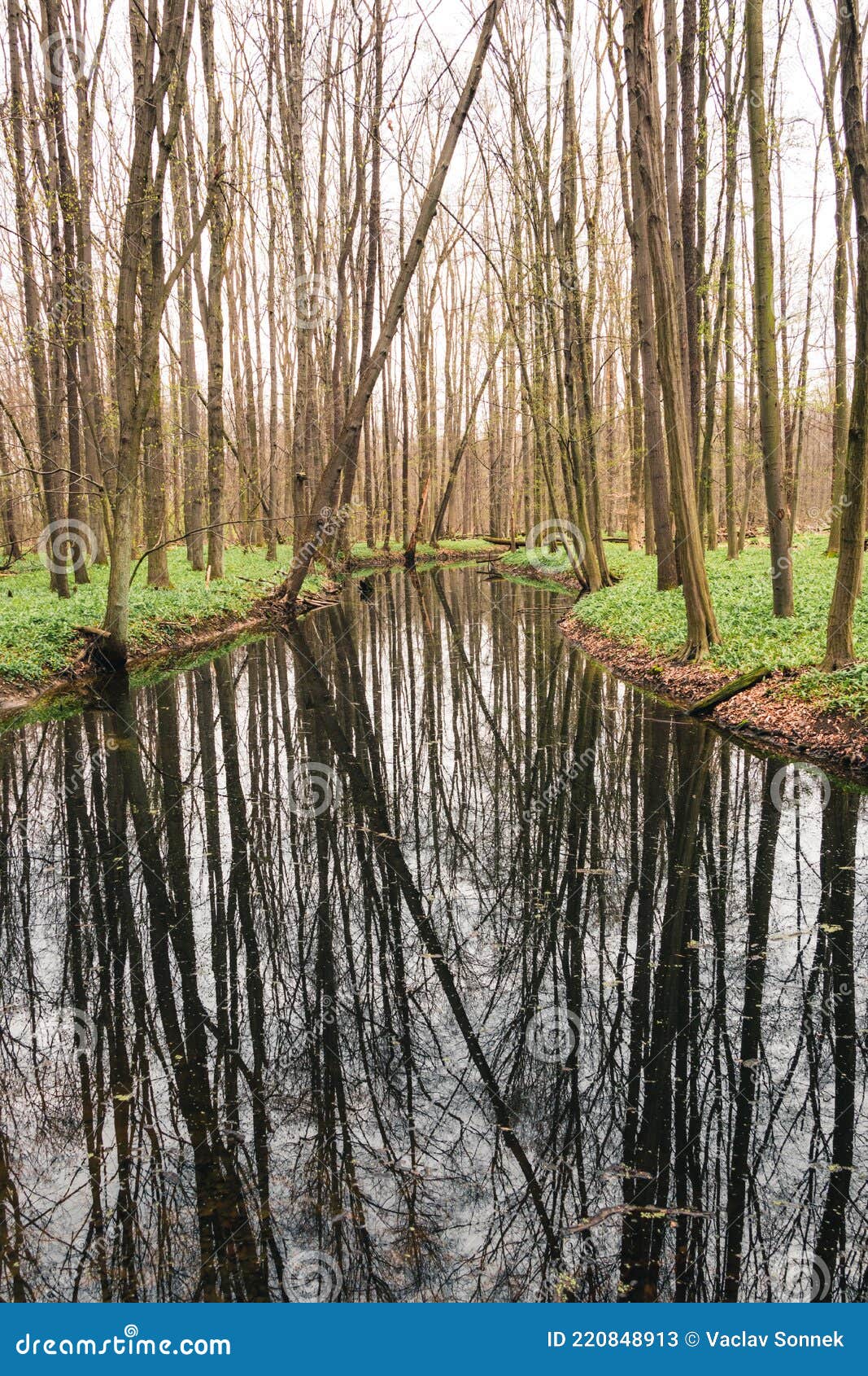 Wild and Untamed Nature in the Area of the Oder River. the Last Shreds ...