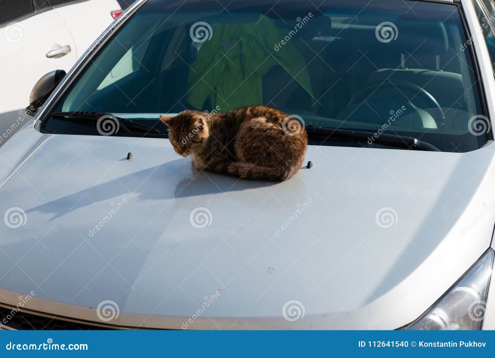 Wild Urban Cat Sleeping on the Car Stock Photo - Image of ears, nature ...