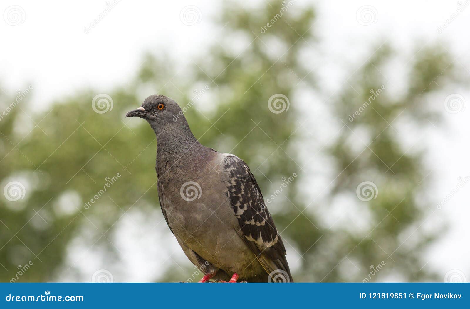 Wild Urban Dove On A Blurred Background Royalty-Free Stock Photo ...