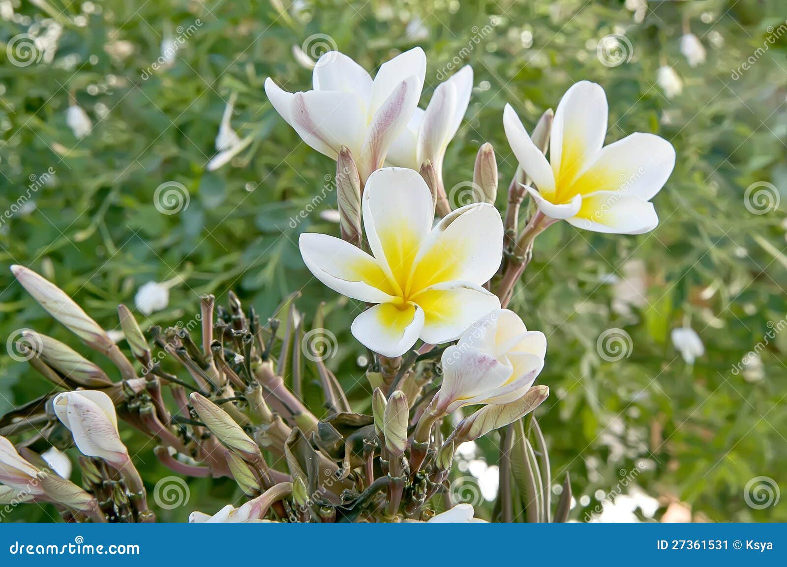 Wild vanilla stock image. Image of flora, inside, leaf - 27361531
