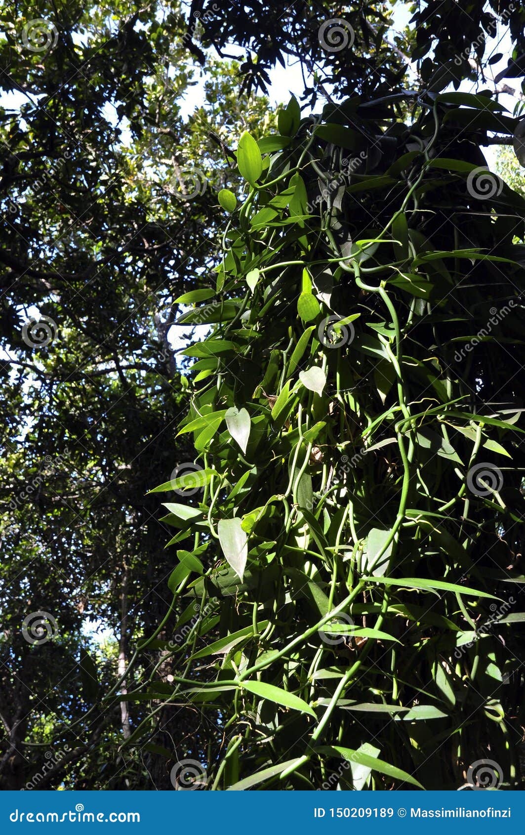 Wild Vanilla Tree. Seychelles Stock Image - Image of invertebrate ...