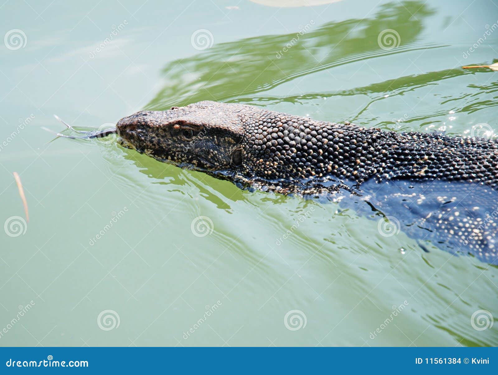 Wild varan stock photo. Image of exotic, island, detail - 11561384