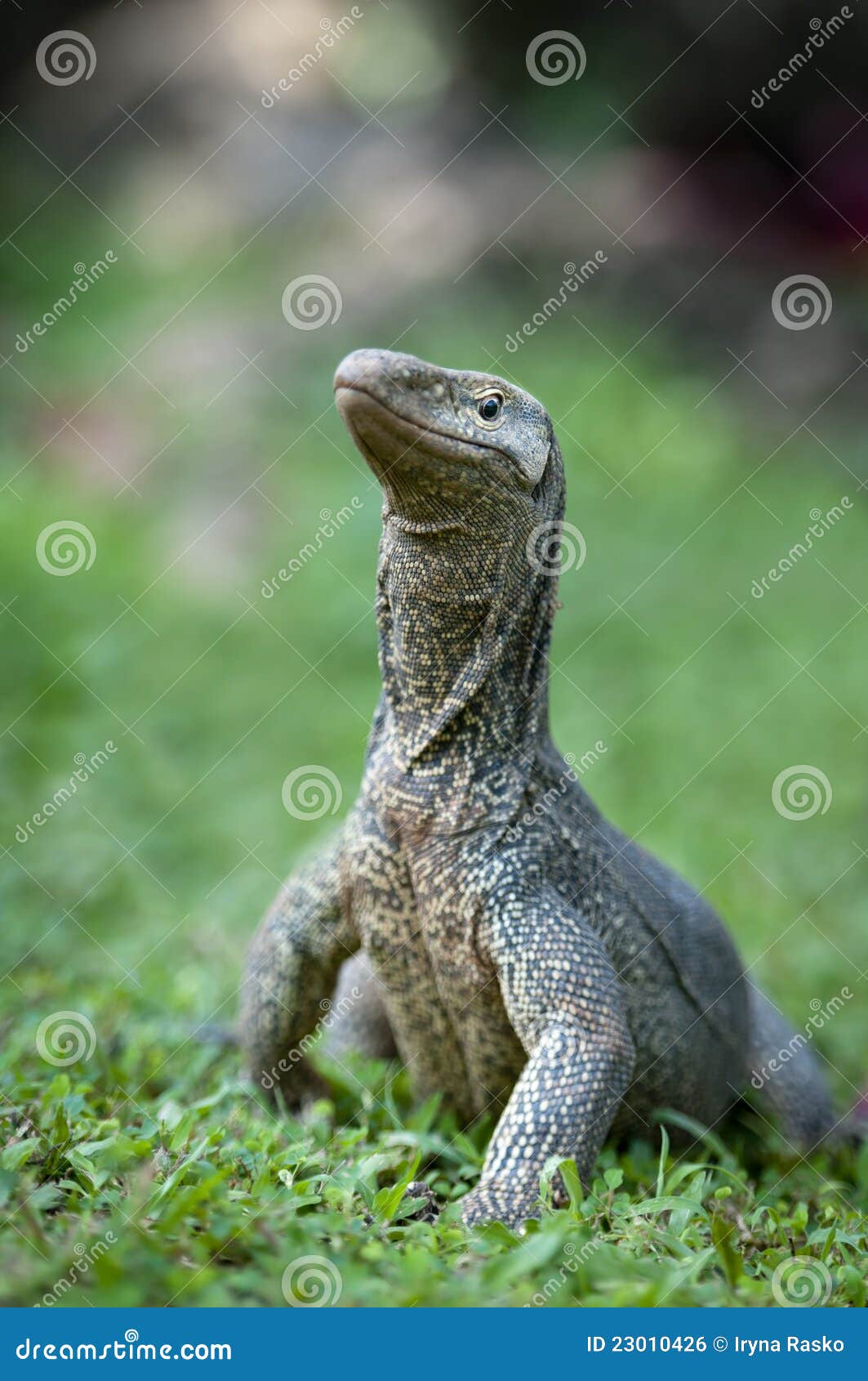 Wild varanus stock photo. Image of head, jaws, hunt, outdoors - 23010426