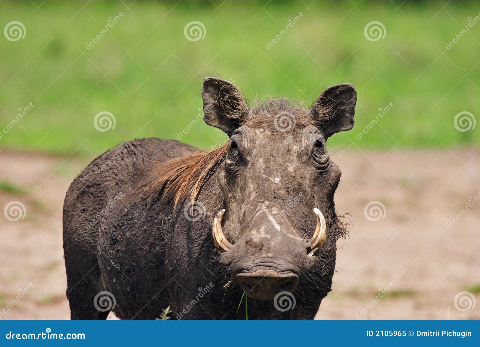 Wild varken stock afbeelding. Image of afrika, herbivoor - 2105965