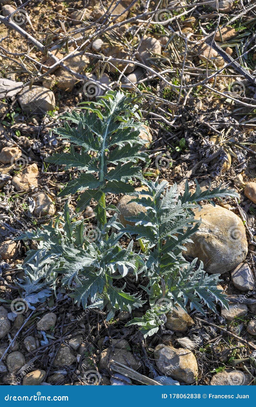 Wild Vegetable Thistle Plant Stock Photo - Image of globe, flora: 178062838