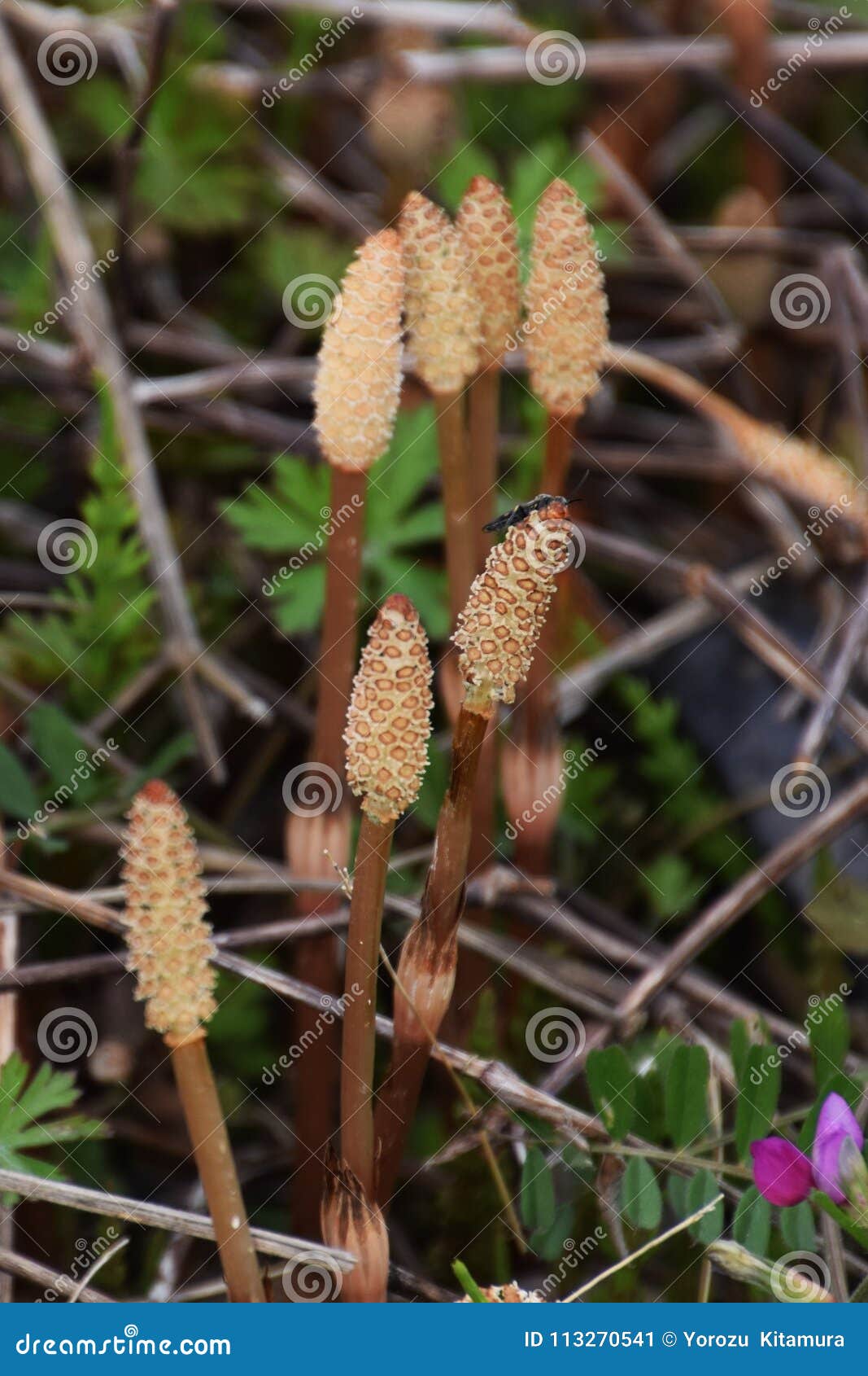 Horsetails stock image. Image of closeup, feature, nature - 113270541