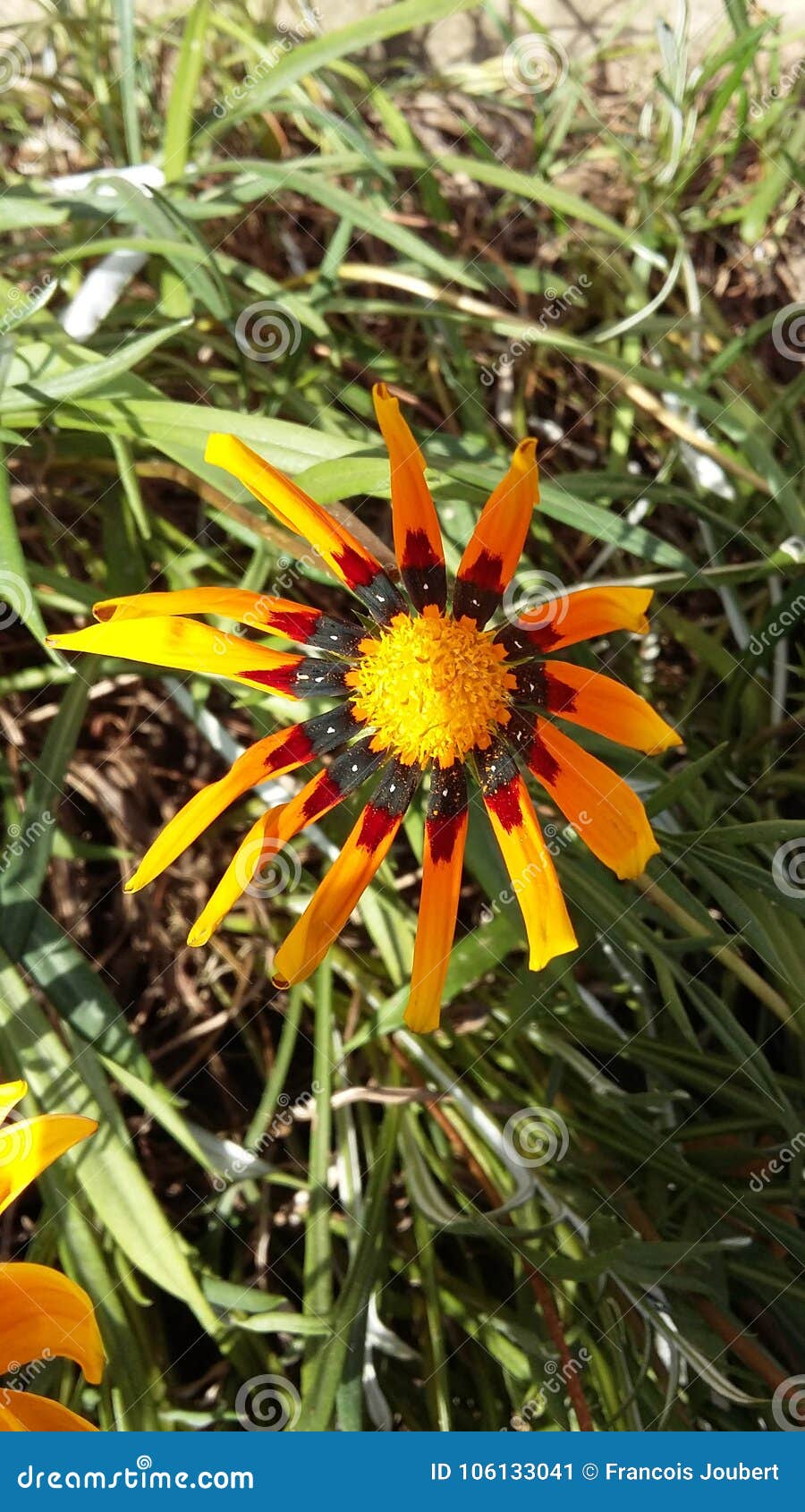 Flower stock image. Image of veld, daisy, flower, nature - 106133041
