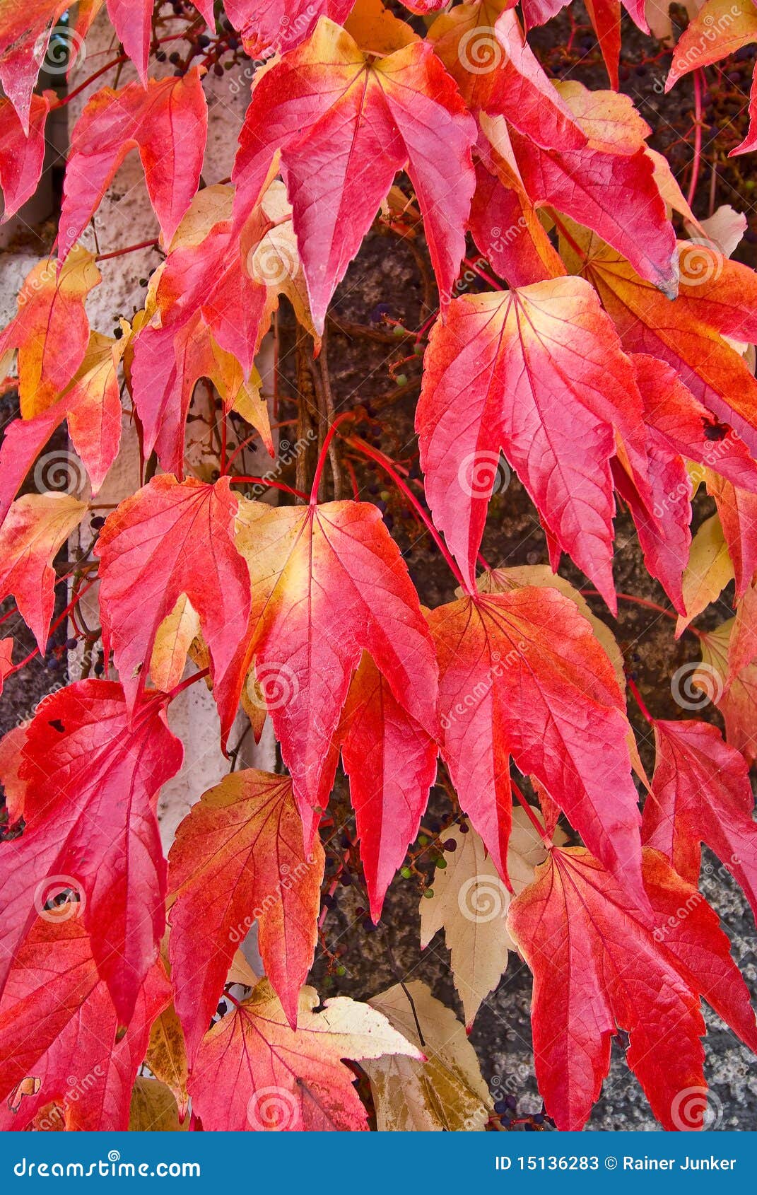 Wild Vine stock image. Image of macro, botany, vine, foliage - 15136283