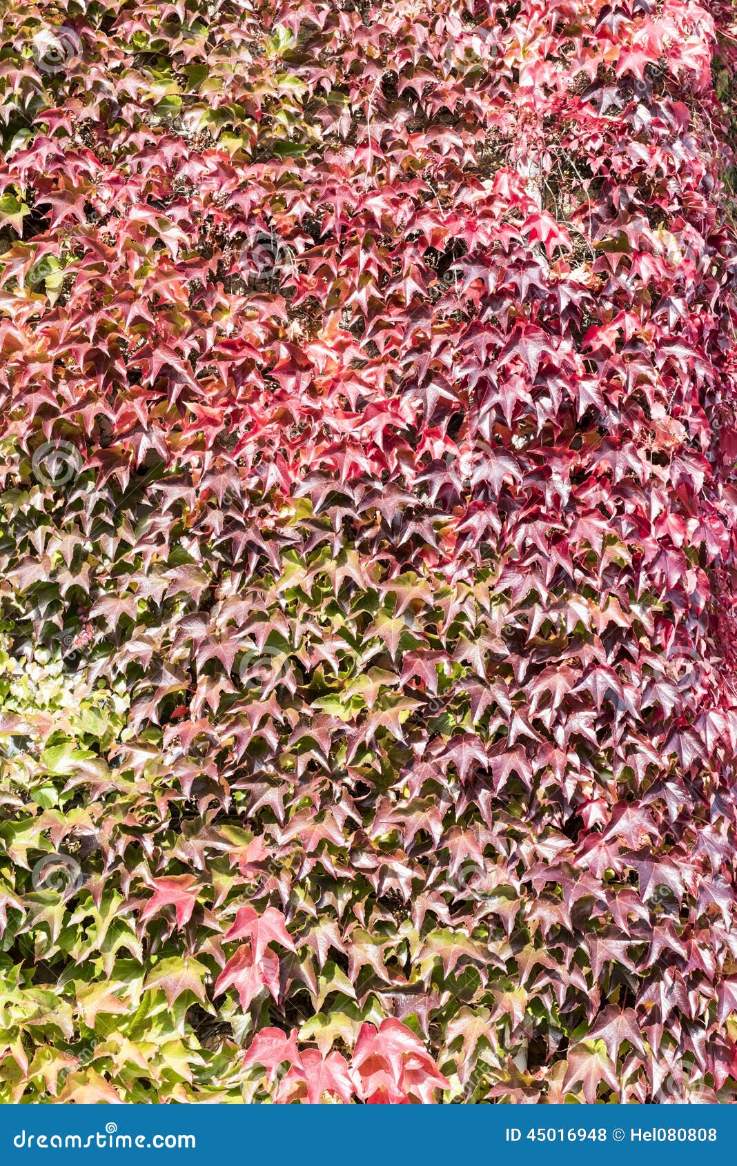 Wild Vine, Colorful Leaves in Red, Orange, Yellow, Green in Autumn ...
