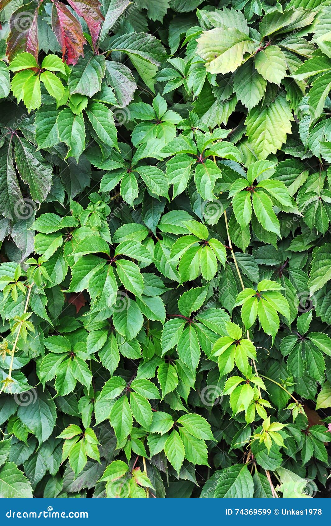 Wild vine leaves stock image. Image of pattern, background - 74369599