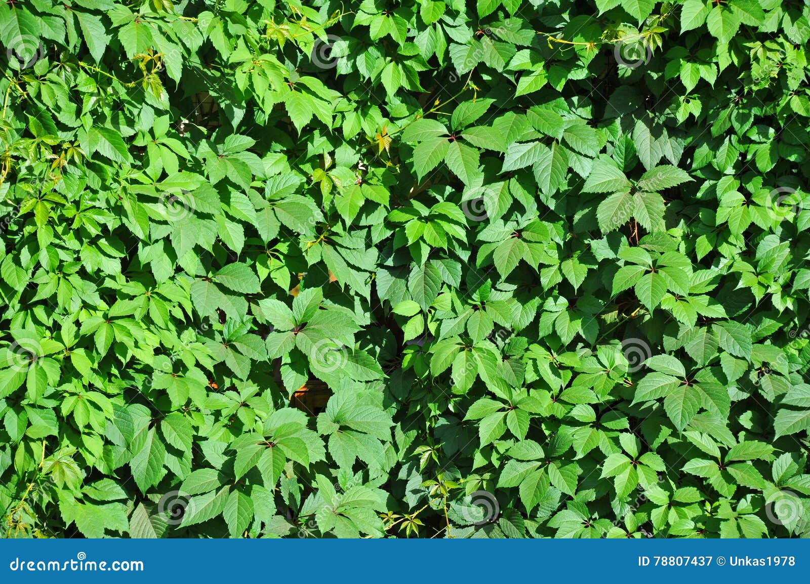 Wild vine leaves stock image. Image of forestry, scrub - 78807437