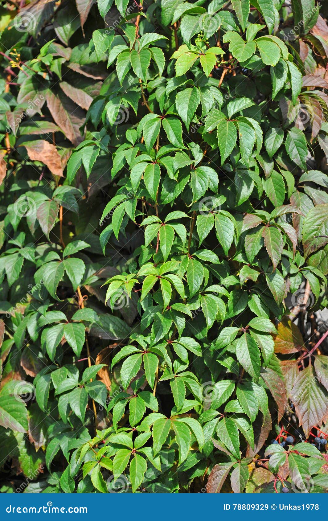 Wild vine leaves stock image. Image of forest, plant - 78809329