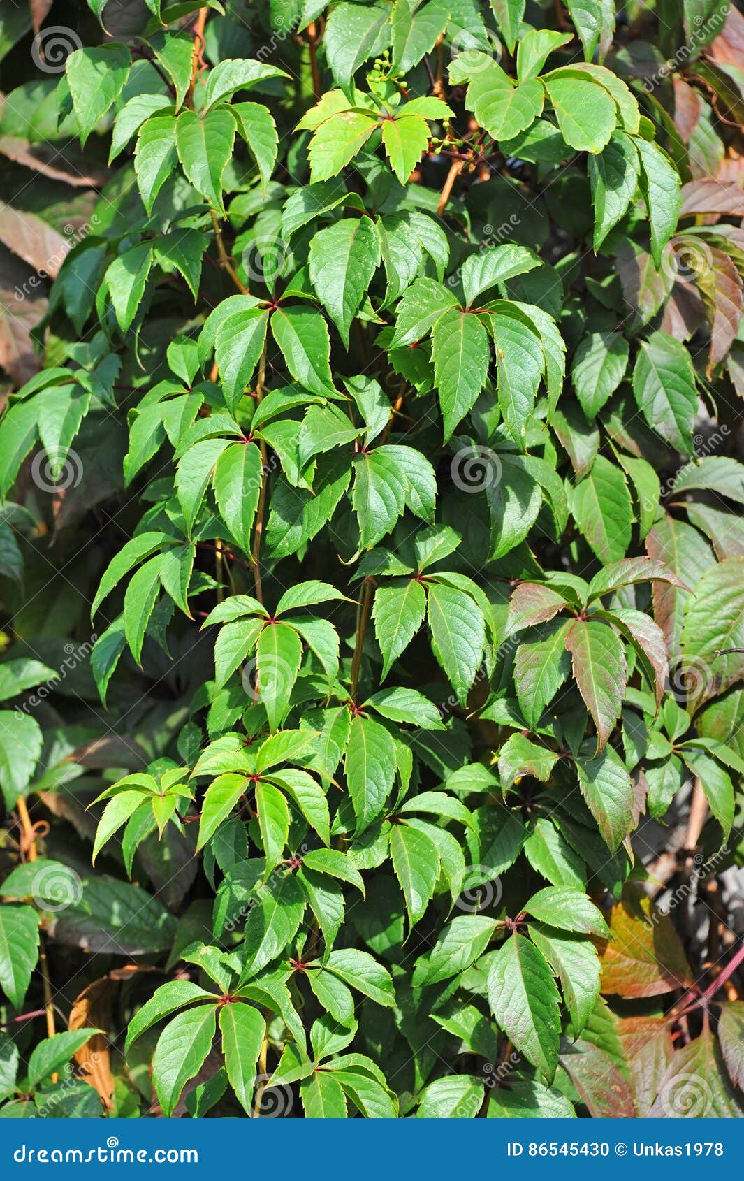 Wild vine leaves stock photo. Image of floral, green - 86545430