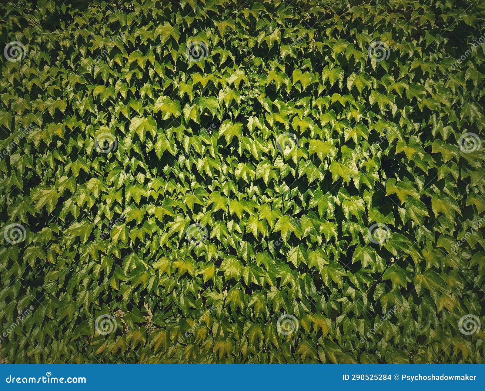 Wild Vine Texture Wall. Green Foliage Natural Background Stock Photo ...