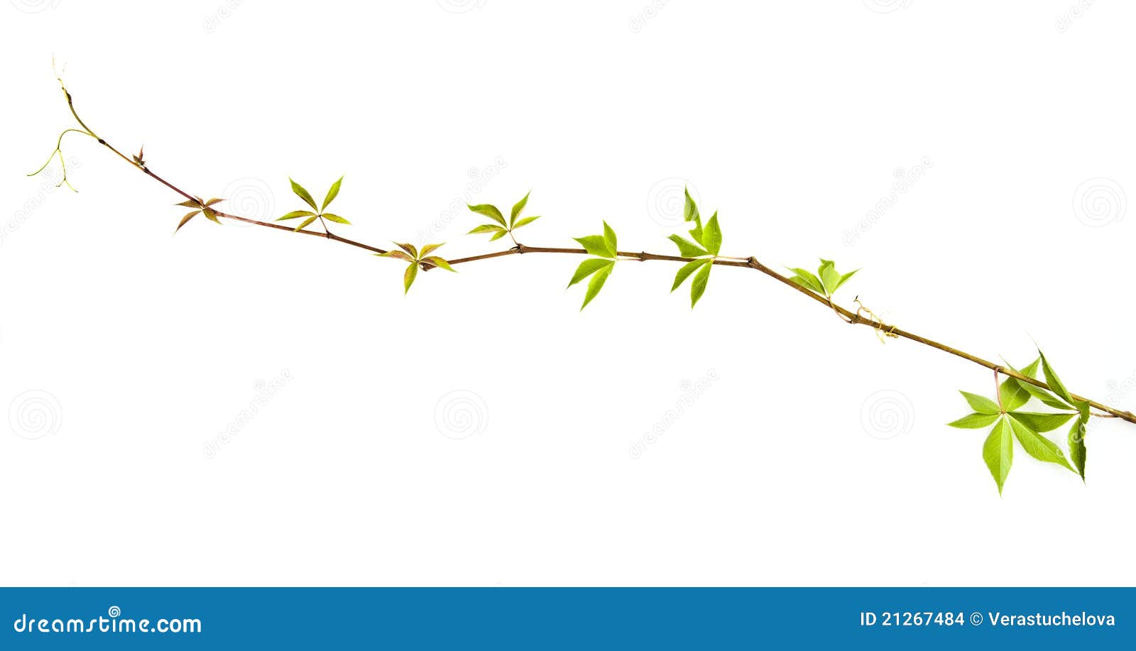 Wild vine twig stock photo. Image of flora, close, bright - 21267484
