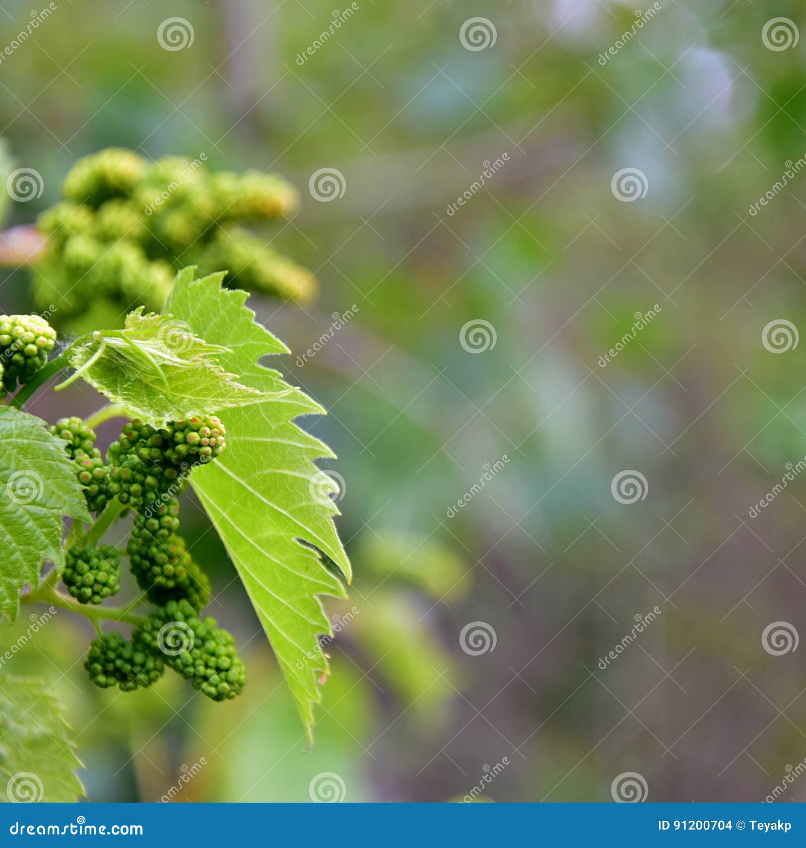 A wild vine stock photo. Image of bokeh, close, branch - 91200704