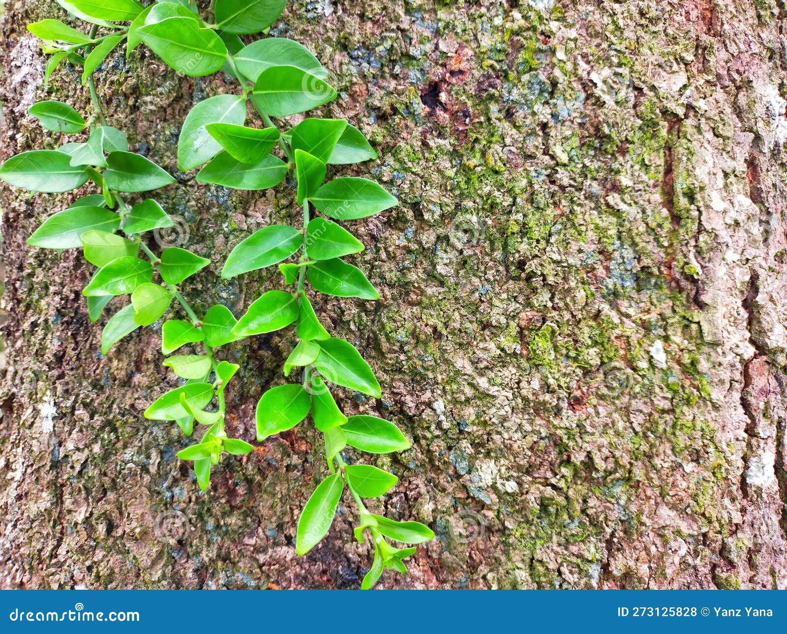 Wild Vines Adorn a Large Old Tree Stock Photo - Image of plant, jungle ...