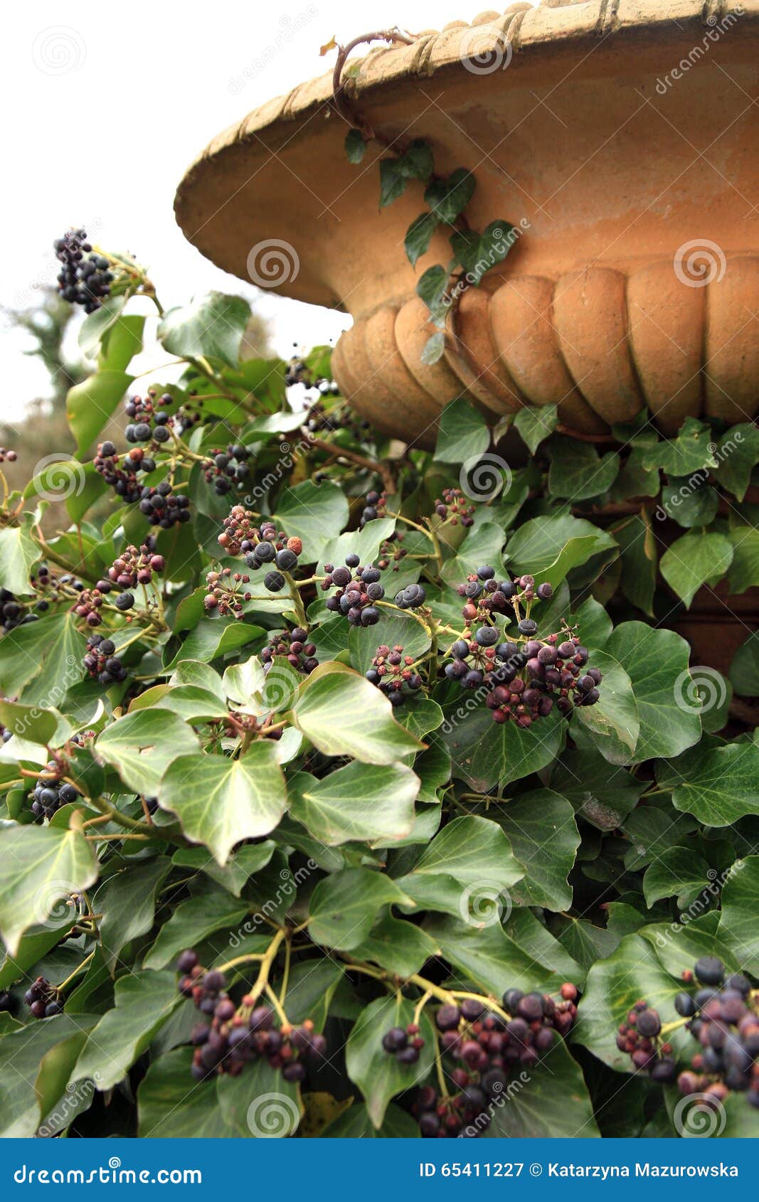 Wild Vines Climbing Up the Pillars Stock Image - Image of grapes, five ...