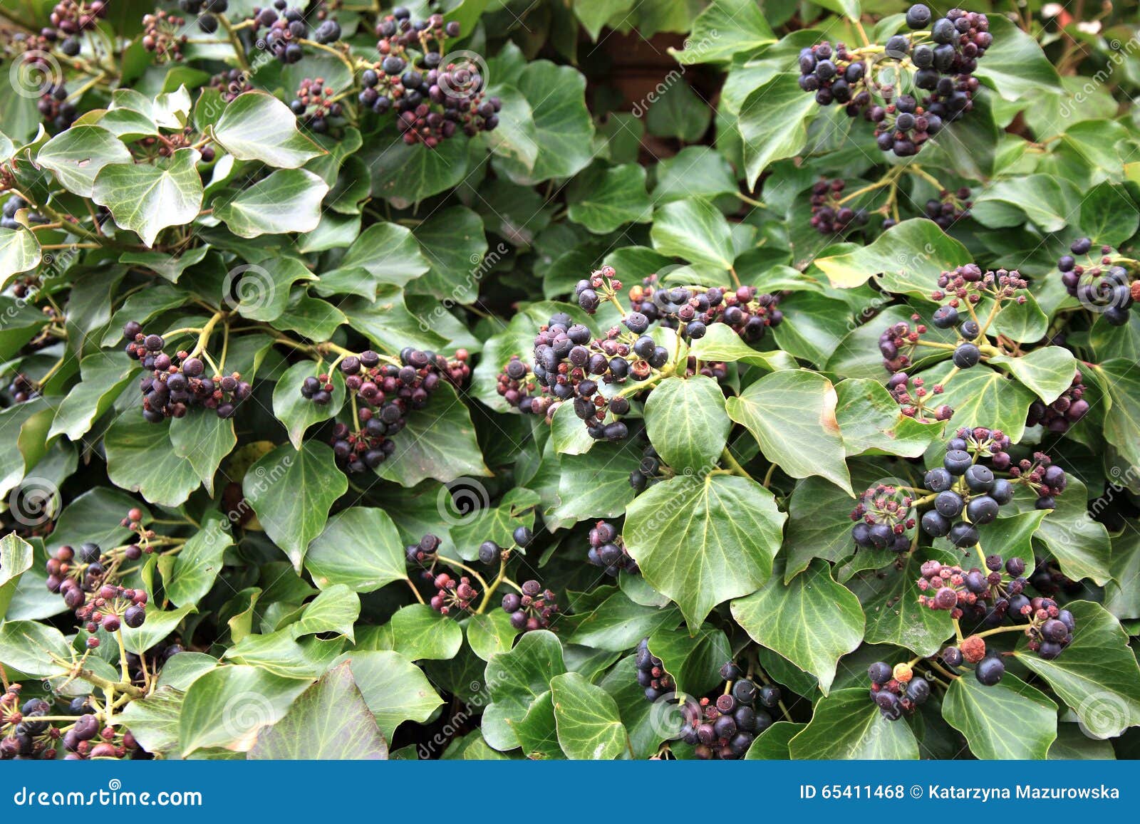 Wild Vines Climbing Up the Pillars Stock Photo - Image of grow, curly ...