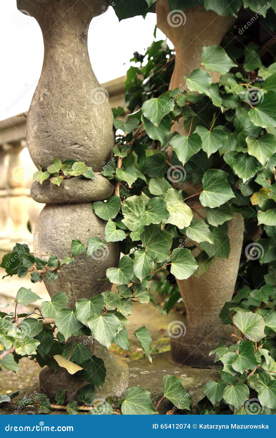 Wild Vines Climbing Up the Pillars Stock Photo - Image of flora, green ...