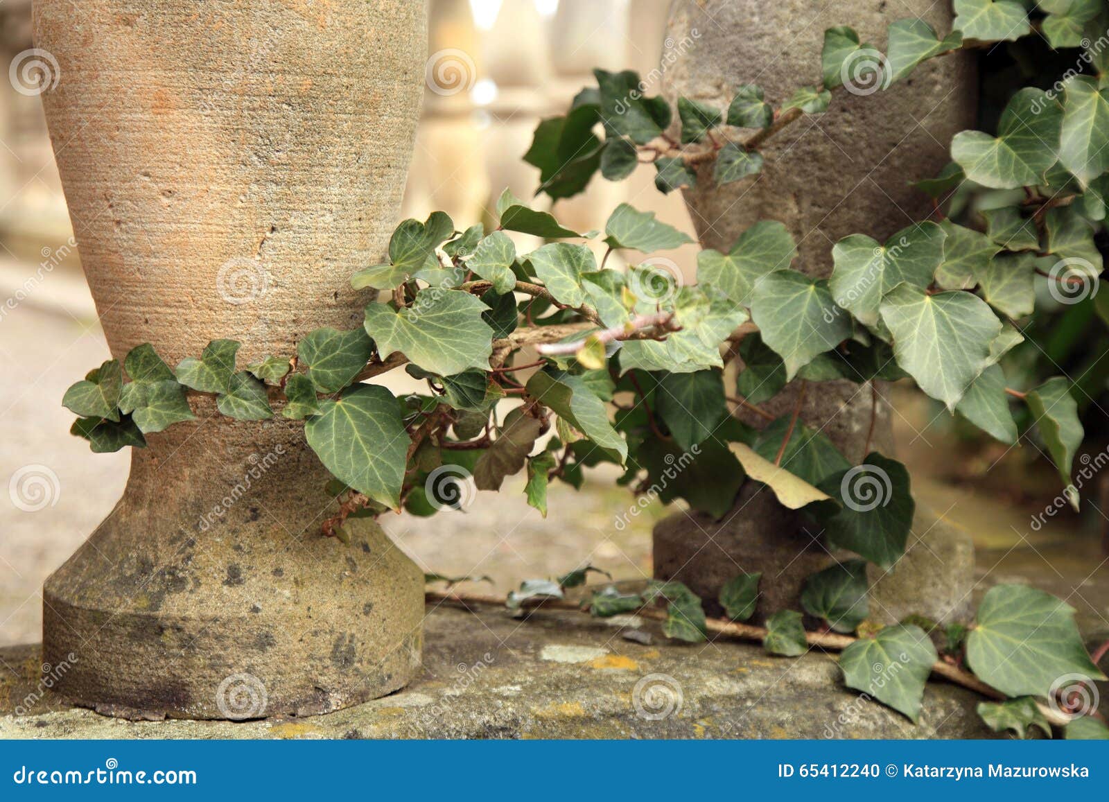 Wild Vines Climbing Up the Pillars Stock Photo - Image of green ...