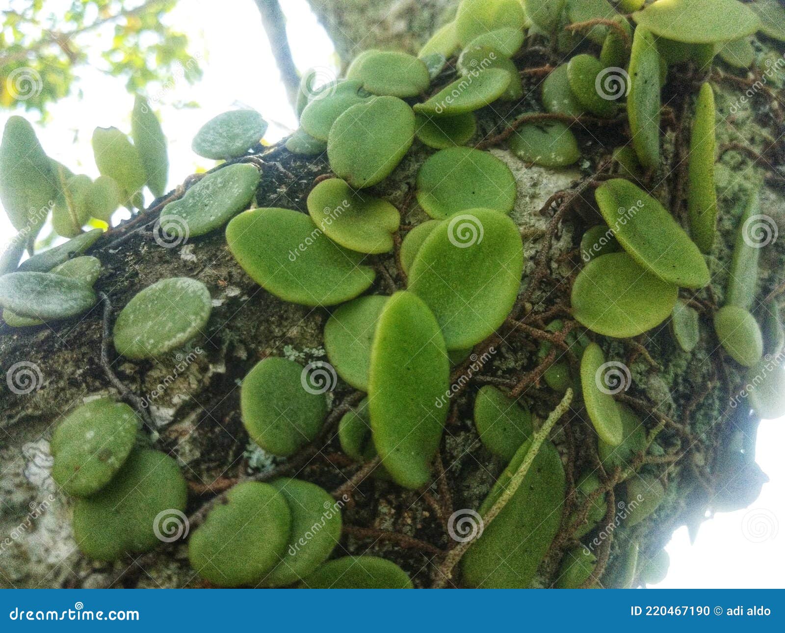 Wild Vines Growing on Trees by the Village Public Road 7 Stock Photo ...